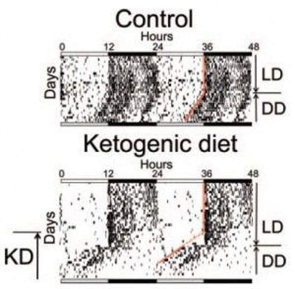 How Does Our Diet Affect Circadian Rhythms? | KetoDiet Blog