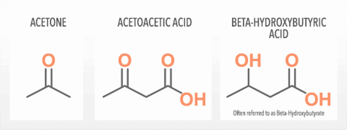 Exogenous Ketones - What You Need To Know | KetoDiet Blog